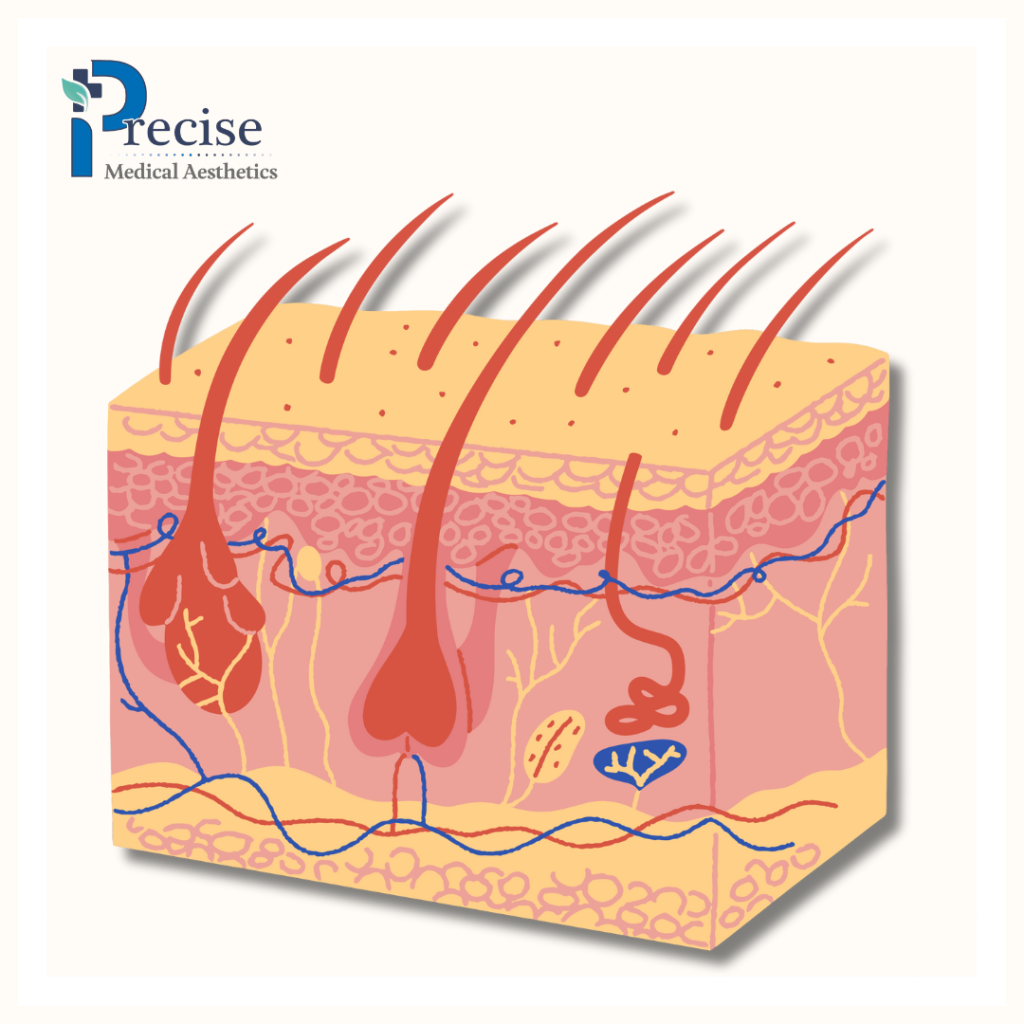 【醫學美容小知識】認識你的皮膚 Know more about your skin - Precise Medical Aesthetics